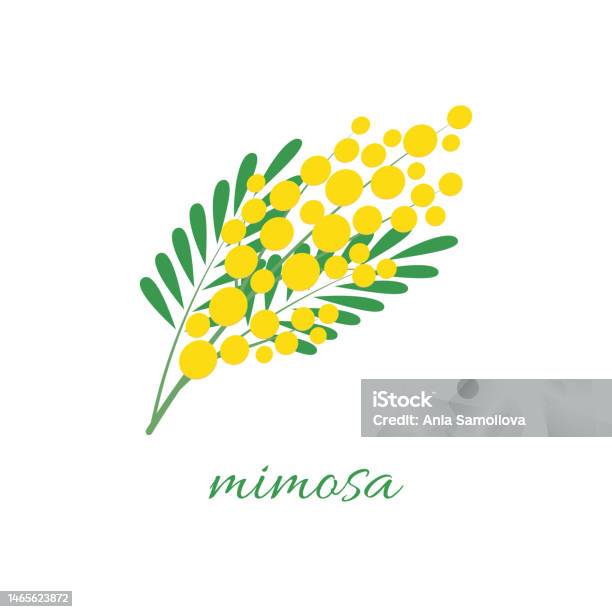 Bunga Mimosa Yang Lembut Cabang Pohon Mimosa Bunga Musim Semi Ilustrasi ... Bunga Mimosa Yang Lembut Cabang Pohon Mimosa Bunga Musim Semi Ilustrasi ...