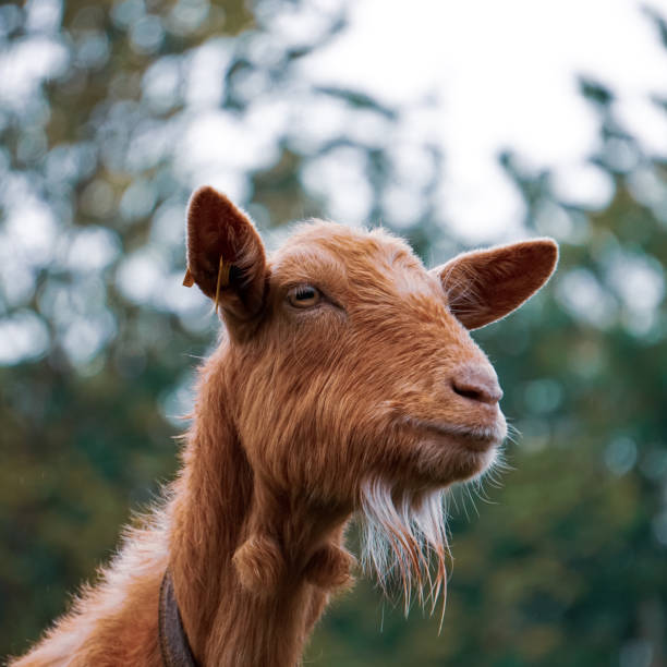 4k Goat Wallpaper Photos, Download The BEST Free 4k Goat Wallpaper ...