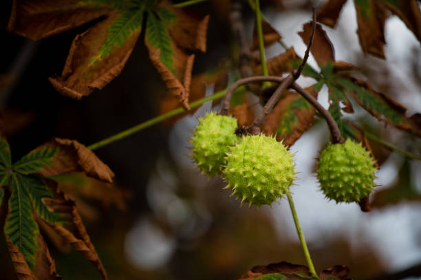 13,800+ Buckeye Tree Stock Photos, Pictures & Royalty-Free Images - iStock 13,800+ Buckeye Tree Stock Photos, Pictures & Royalty-Free Images - iStock