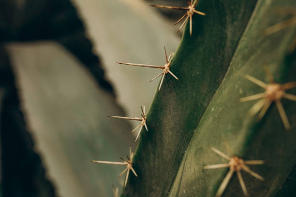 Free picture: close-up, cactus, dark red, succulent, spike, exotic ...