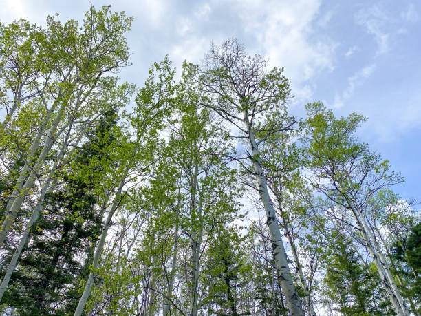 Free picture: spring time, aspen tree, green leaves, vegetation