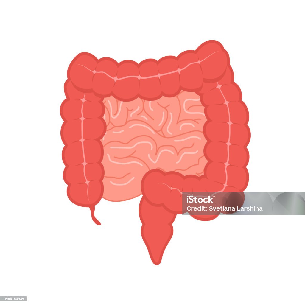 Anatomie Du Côlon Icône De Lintestin Organe Interne Humain Santé