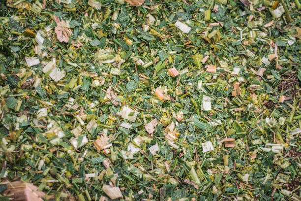 istock Making corn Silage 1465756970