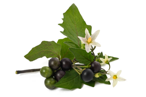 Free picture: nightshade, flowers