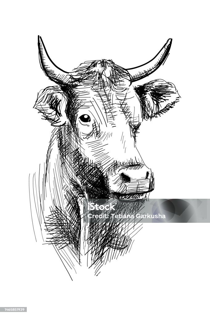 Sketsa Yang Digambar Tangan Kepala Sapi Ilustrasi Stok - Unduh Gambar ... Sketsa Yang Digambar Tangan Kepala Sapi Ilustrasi Stok - Unduh Gambar ...