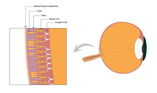 Photoreceptor Cells Illustration Photoreceptor Cells Located In The ... Photoreceptor Cells Illustration Photoreceptor Cells Located In The ...