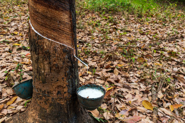 Free picture: A tree with a bowl for collecting latex, a close-up of ...