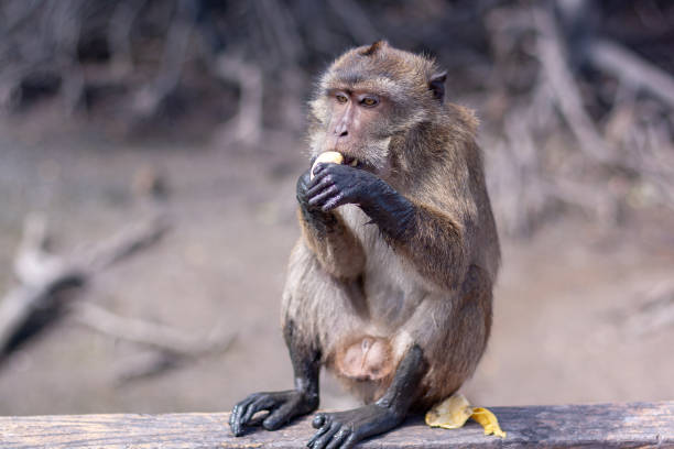 Free picture: macaque, monkey, natural habitat, portrait, side view ...