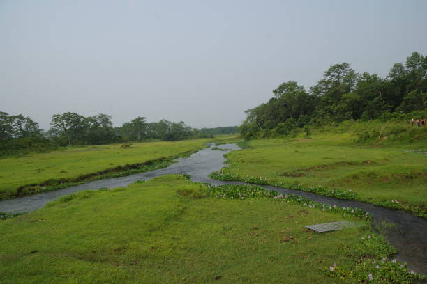 Chitwan National Park Pictures | Download Free Images on Unsplash
