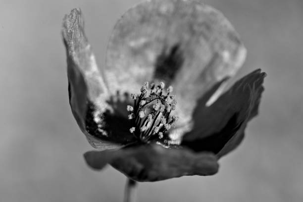 Free picture: flowers, poppy, field, opium poppy, agriculture, rural ...
