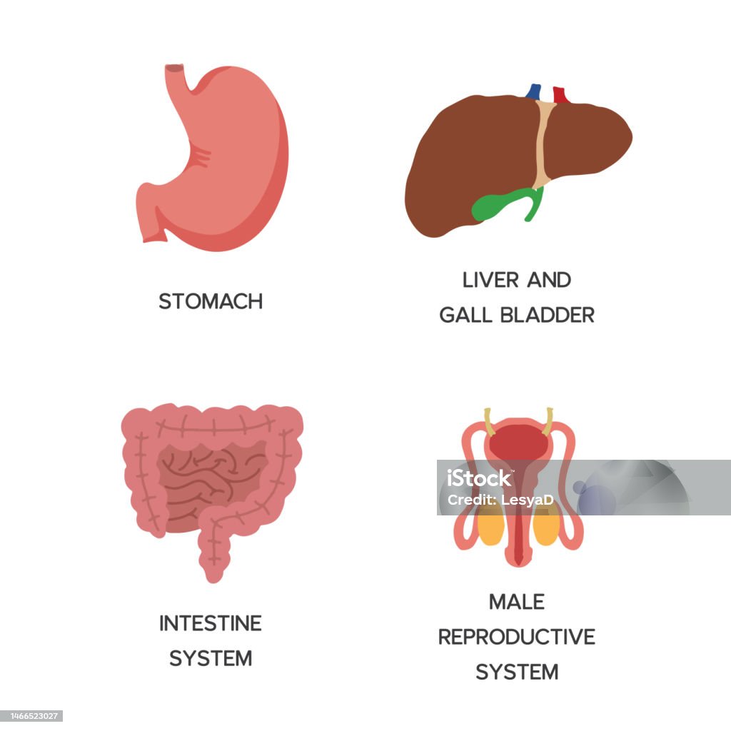 Human Internal Organs Cartoon Anatomy Body Parts Stomach With