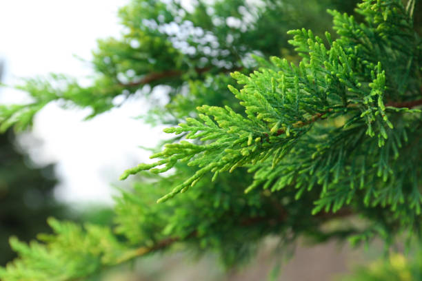 Thuja Pictures | Download Free Images on Unsplash