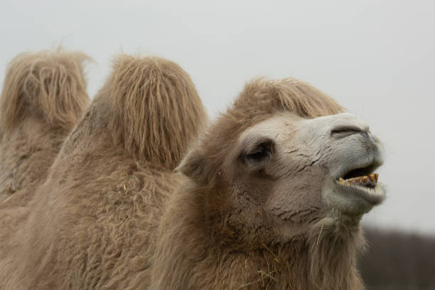 Free picture: Bactrian camel (Camelus bactrianus) close-up of head with ...