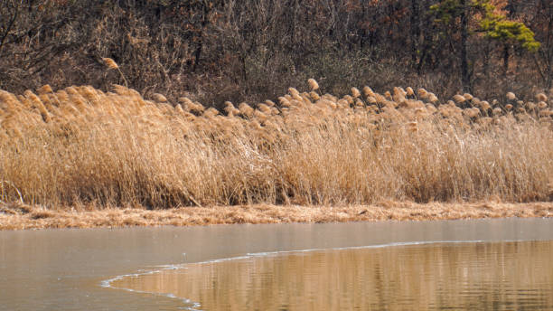 Free picture: Autumn season at swamp with dry grass