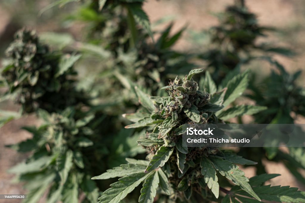 Blue Dream Cannabis Breed Marijuana Growing In The Ground Stock Photo ... Blue Dream Cannabis Breed Marijuana Growing In The Ground Stock Photo ...