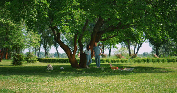 Free Stock Photo of Man Standing Under Large Tree in Park | Download ...