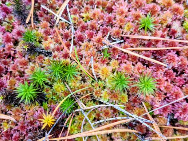Free picture: red, bog, moss