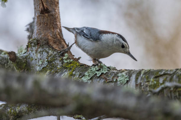 Free picture: sitta sittidae, grey bird, nuthatch birds, wildlife ...