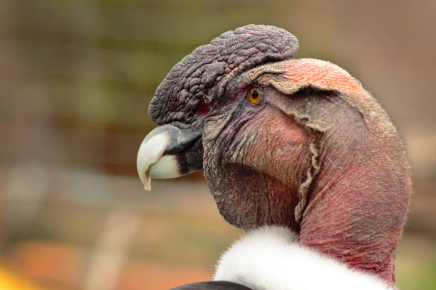 Free picture: wild, animal, condor, beak, portrait, wildlife, nature ...