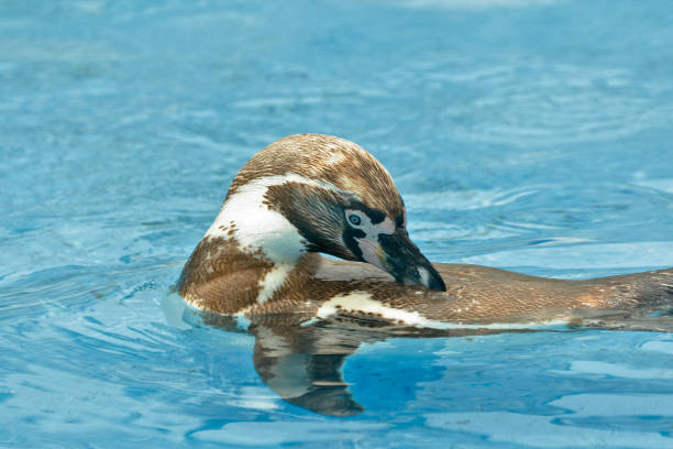 Pinguino Pictures | Download Free Images on Unsplash