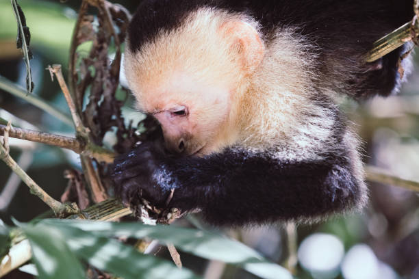 Free picture: Small brown capuchin monkey (Sapajus apella) on tree