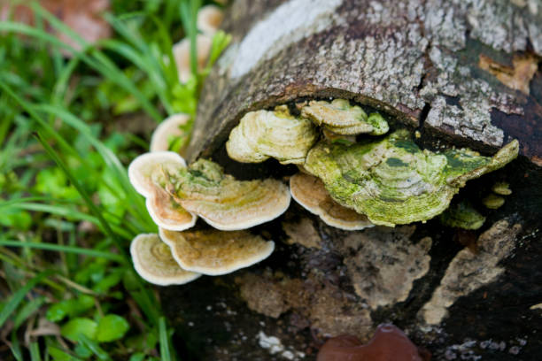 Free picture: fungus, mushroom, spore, close-up, stem, moss, grass ...