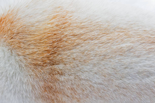 Free Stock Photo of Calico fur pattern | Download Free Images and Free ...
