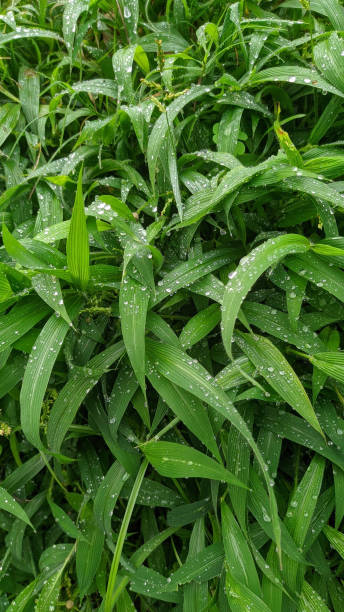 Rumput Pictures | Download Free Images on Unsplash