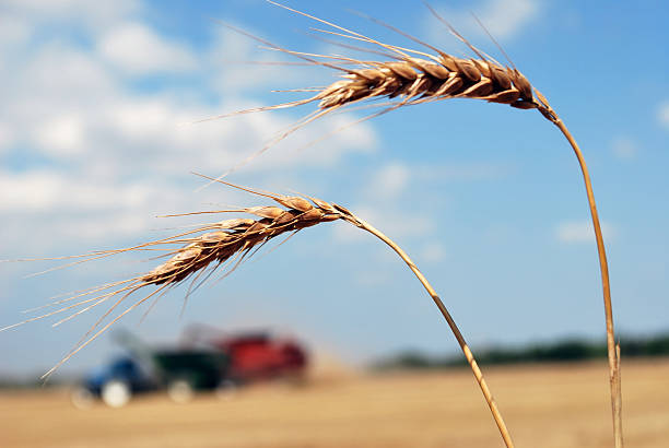 Free Stock Photo of Wheat Grain Strands | Download Free Images and Free ...