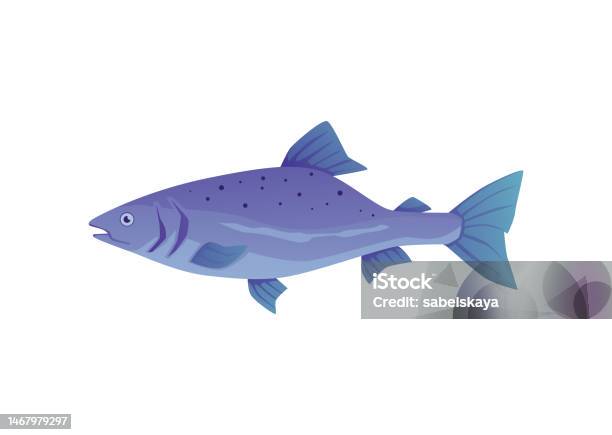 Salmon Spesies Ikan Komersial Yang Berharga Ilustrasi Vektor Datar