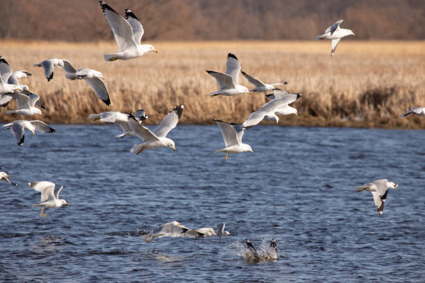Free picture: Flock of white egret migratory birds in a river mouth