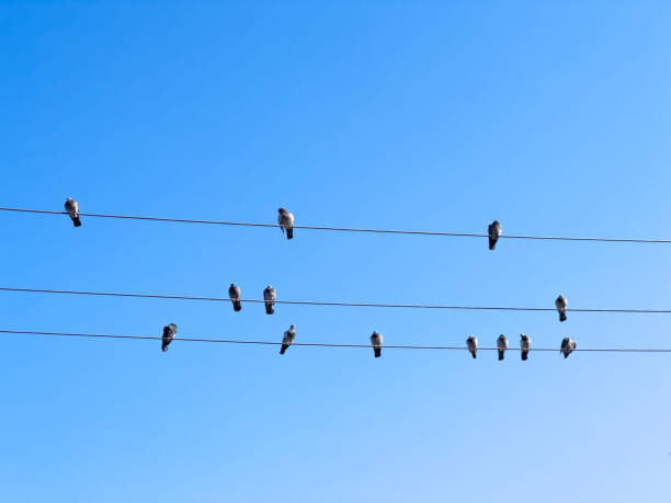 Free Stock Photo of Group of Birds Sitting on a Wire | Download Free ...