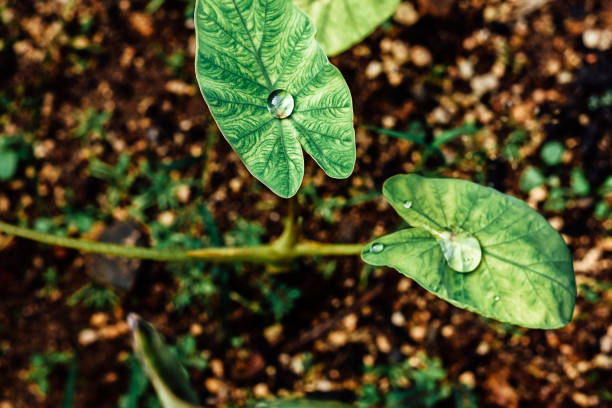 1000+ Kalo Pictures | Download Free Images on Unsplash