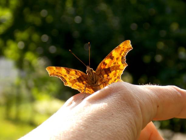 Butterfly C Falter Edelfalter - Free photo on Pixabay