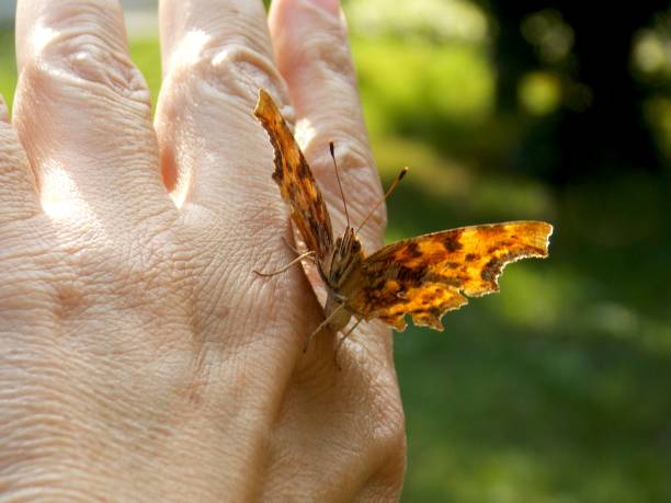 Butterfly C Falter Edelfalter - Free photo on Pixabay