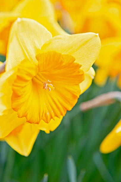 Narcis Pictures | Download Free Images on Unsplash