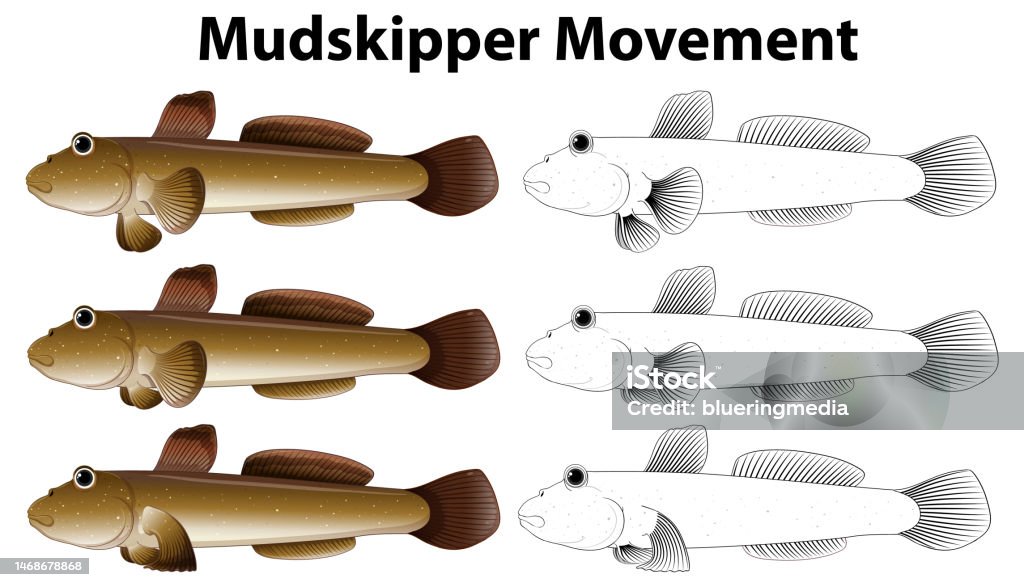 Mudskipper Movement Vector Concept Stock Illustration - Download Image ... Mudskipper Movement Vector Concept Stock Illustration - Download Image ...