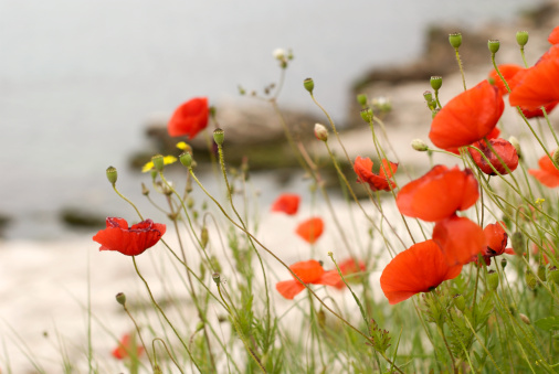 Poppies 템즈 해양수 0명에 대한 스톡 사진 및 기타 이미지 0명 꽃 식물 바다 Istock