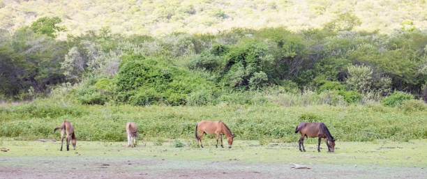 Free sprawling pasture stock photos. Download the best free sprawling ...