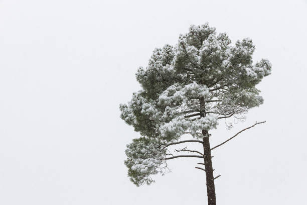 Nieve Pictures | Download Free Images on Unsplash