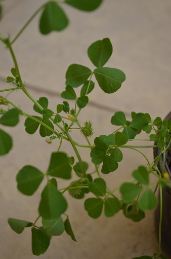 Medicago Polymorpha Is A Plant Species Of The Genus Medicago It Is