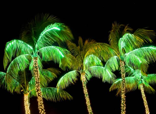 Palm Trees Night Pictures | Download Free Images on Unsplash