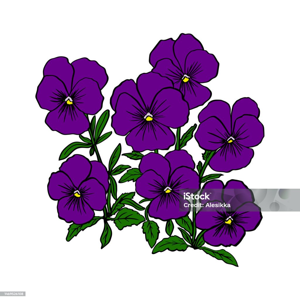 ヴィオラのスケッチ白い背景に紫色の花 イラストレーションのベクターアート素材や画像を多数ご用意 イラストレーション オーガニック