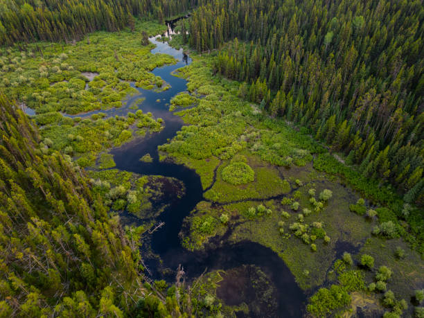 Free picture: wetland, swamp, lake, reflection, landscape, forest ...