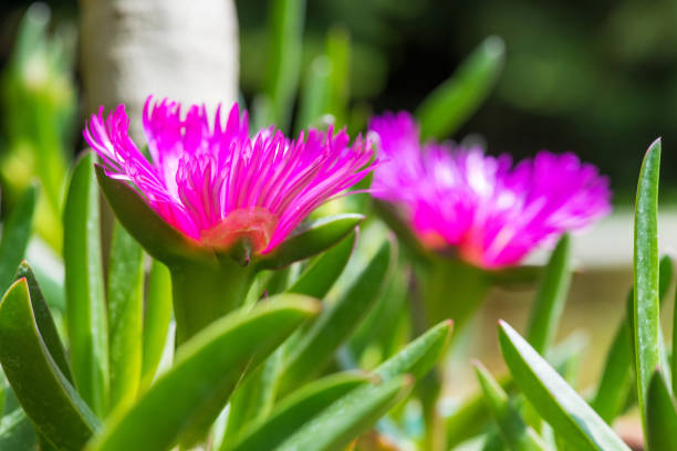 Imagen gratis: pigface, flor