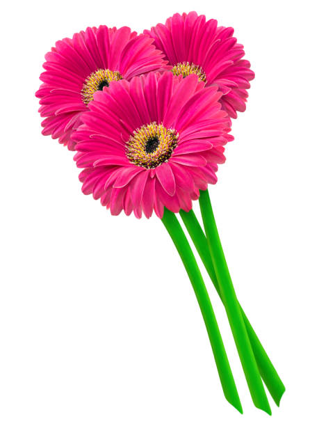 Blume Pictures | Download Free Images on Unsplash