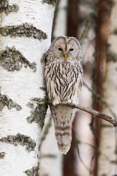 Free Stock Photo of Ural owl | Download Free Images and Free Illustrations