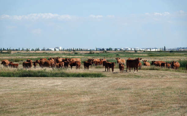 Free picture: cow, blue sky, cattle, beef, calf, animal, bull