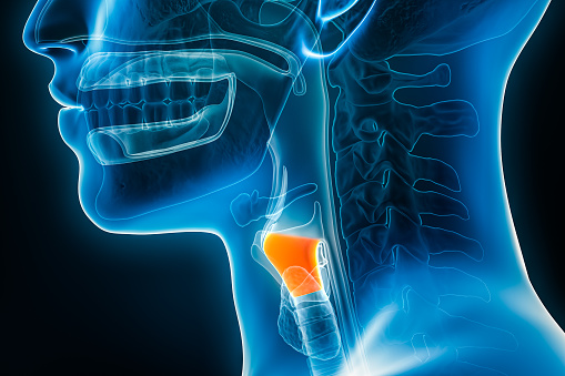 Tampilan Lateral Xray Atau Profil Ilustrasi Rendering 3d Laring Atau ... Tampilan Lateral Xray Atau Profil Ilustrasi Rendering 3d Laring Atau ...