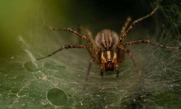Free Stock Photo of Spider crawling in dark space with intricate ...